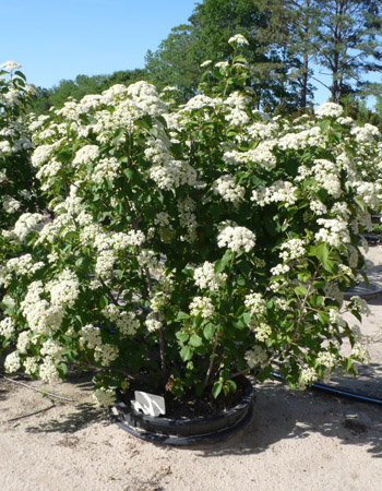 Viburnum dentatum 'Red Feather'
